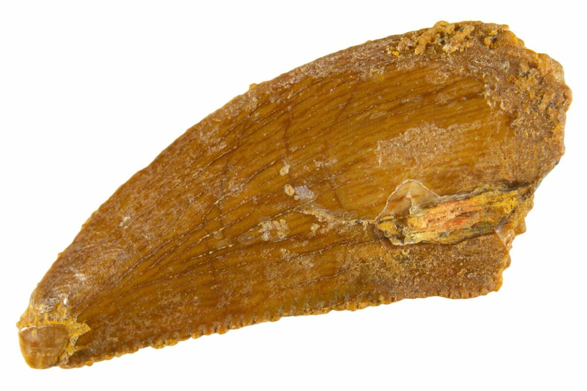 Serrated .65" Raptor Tooth - Real Dinosaur Tooth (#332696) For Sale ...