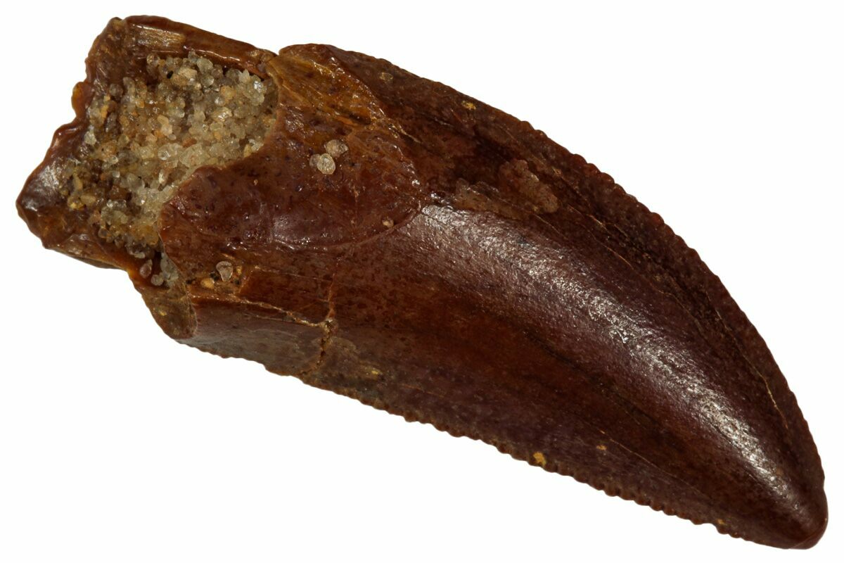 Serrated .79" Raptor Tooth - Real Dinosaur Tooth (#333330) For Sale ...