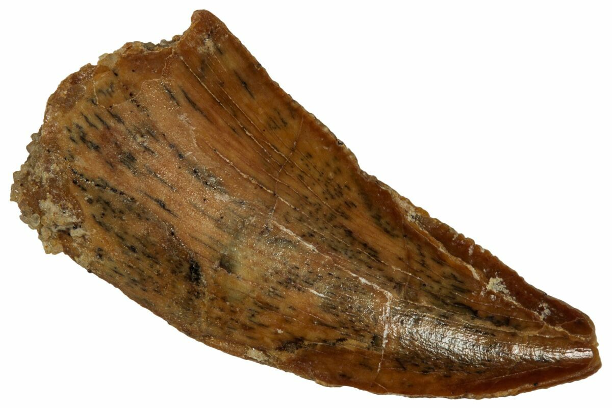 Serrated .77" Raptor Tooth - Real Dinosaur Tooth (#333332) For Sale ...