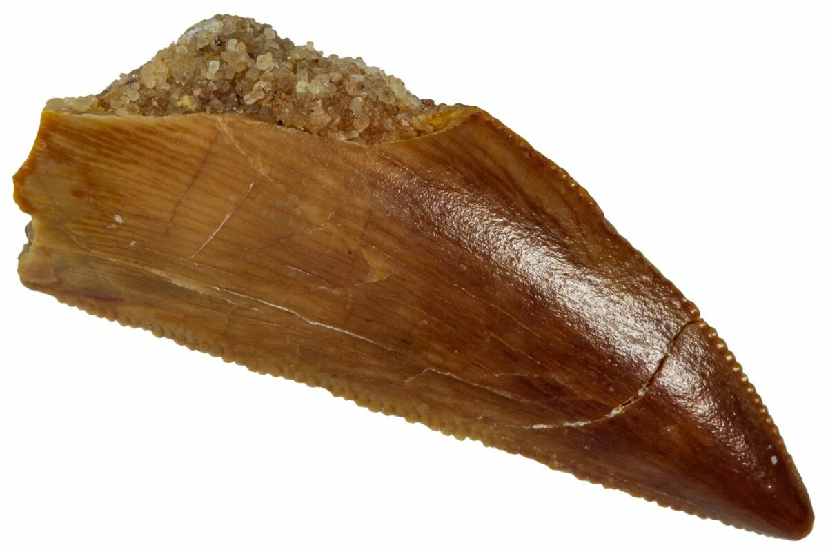 Serrated .79" Raptor Tooth - Real Dinosaur Tooth (#333345) For Sale ...