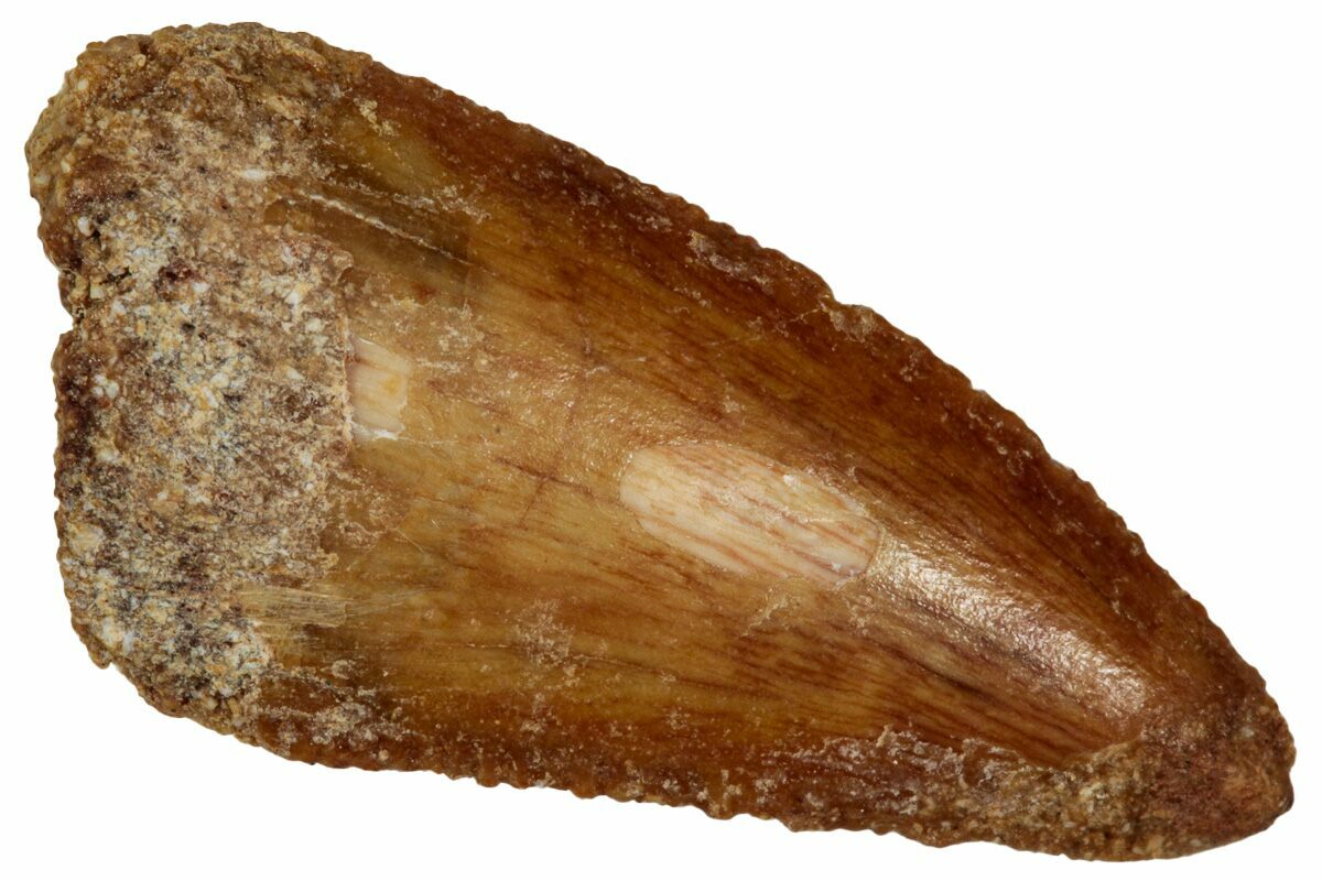 Serrated .78" Raptor Tooth - Real Dinosaur Tooth (#333347) For Sale ...