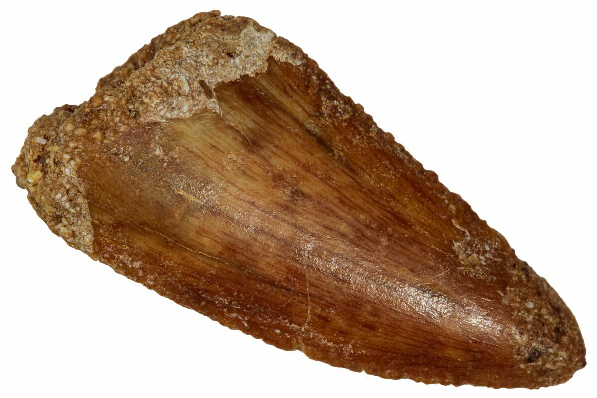 Serrated .78" Raptor Tooth - Real Dinosaur Tooth (#333347) For Sale ...