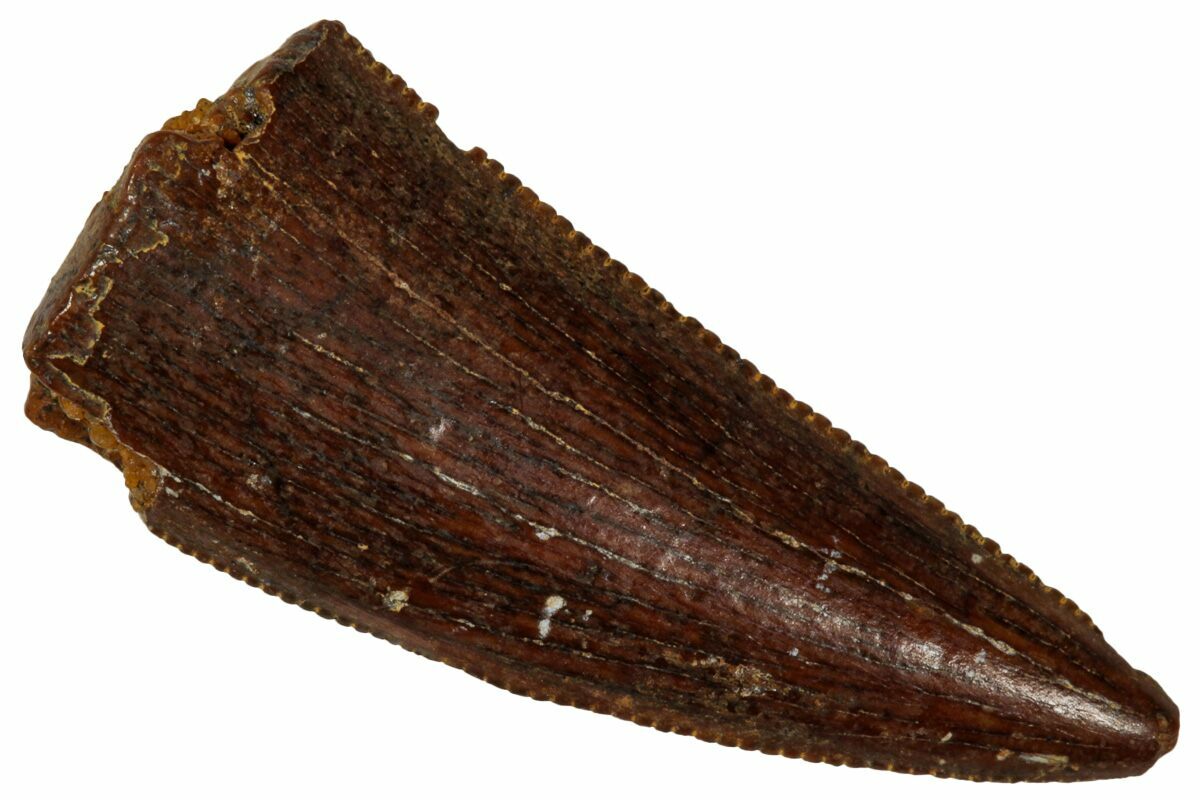 Serrated .74" Raptor Tooth - Real Dinosaur Tooth (#333349) For Sale ...