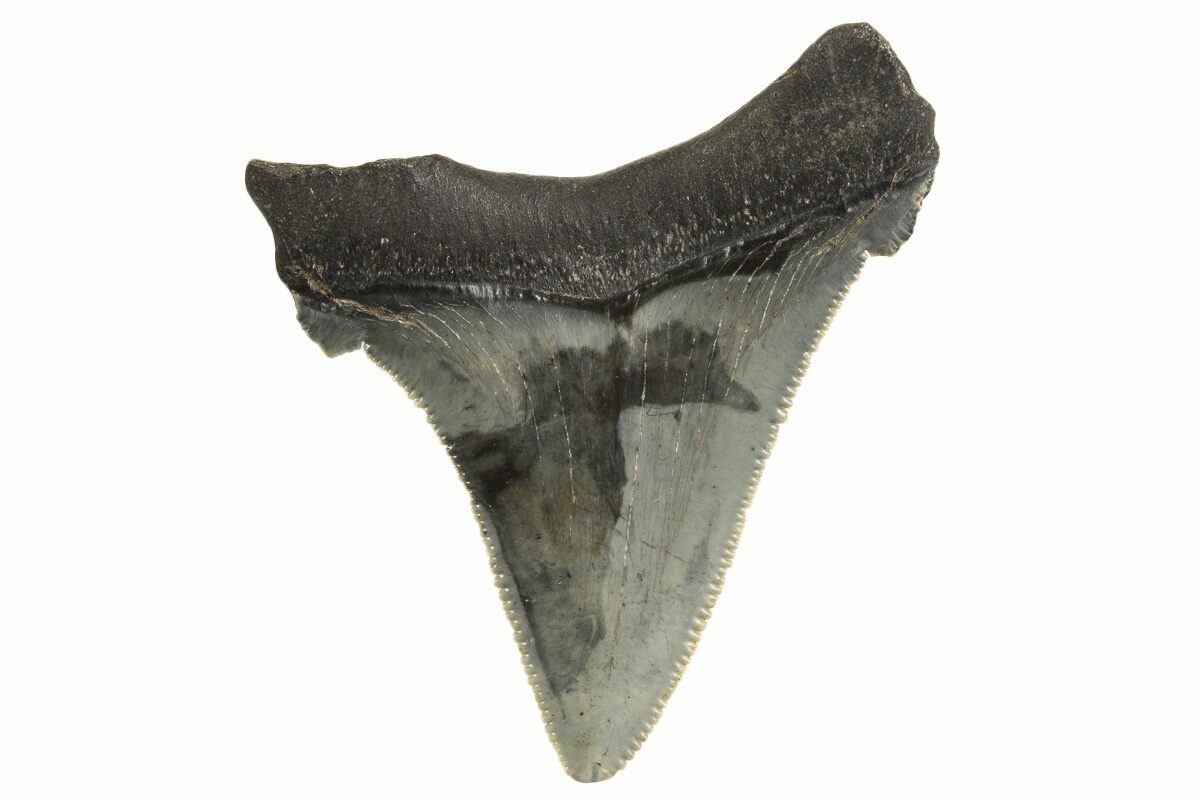 2.29" Serrated Angustidens Tooth - Megalodon Ancestor (#333524) For ...