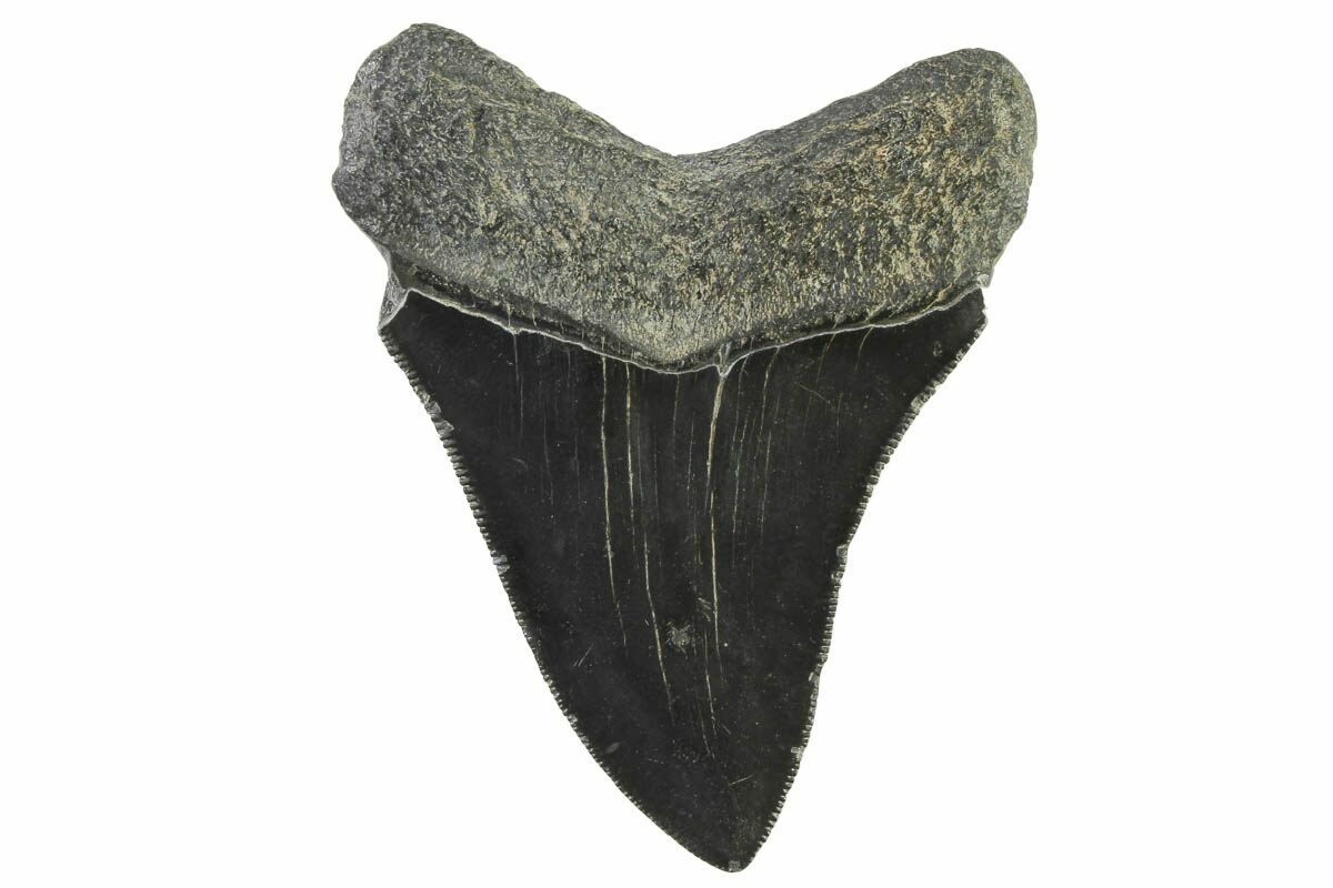 Serrated, 3.49" Fossil Megalodon Tooth - South Carolina (#333602) For ...