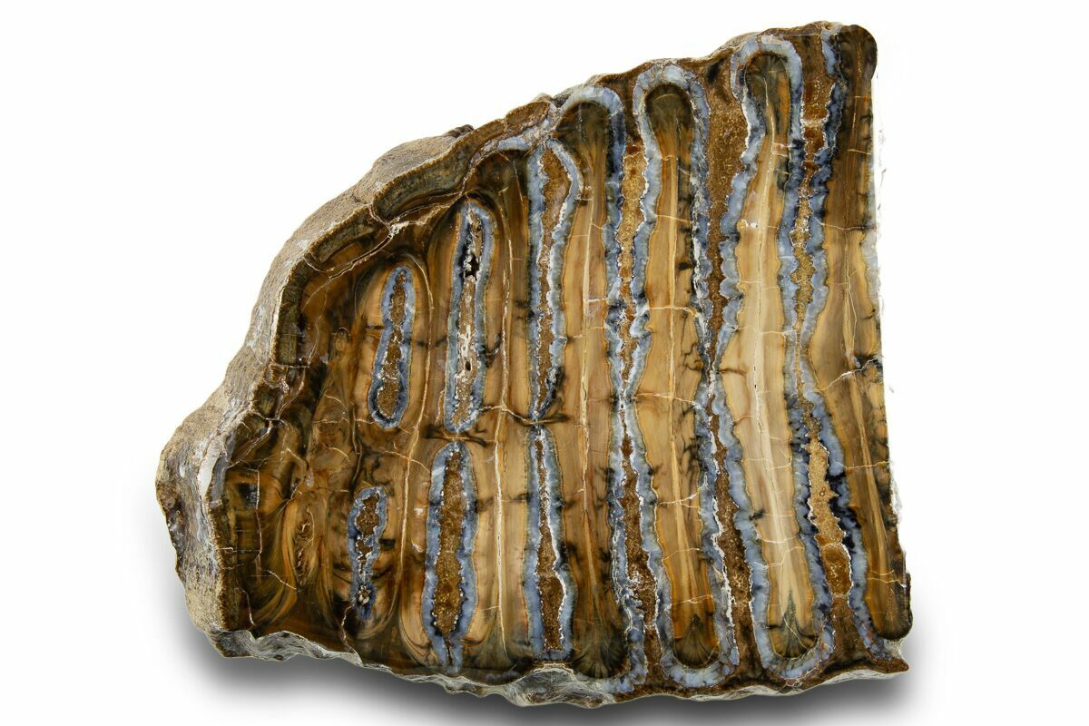3.15" Polished Mammoth Molar Slice - South Carolina (#333774) For Sale ...