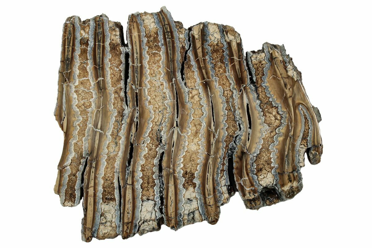 3.9" Polished Mammoth Molar Slice - South Carolina (#333752) For Sale ...