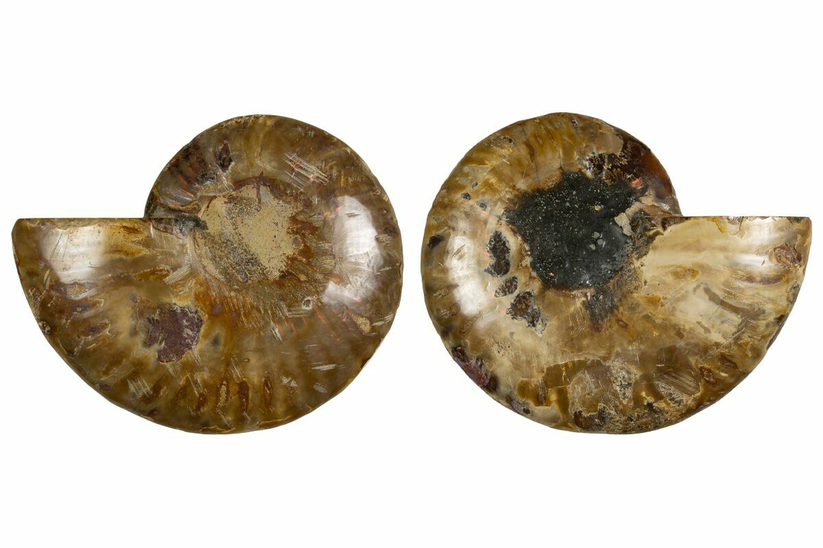 5.35" Cut & Polished, Crystal-Filled Ammonite Fossil - Madagascar ...
