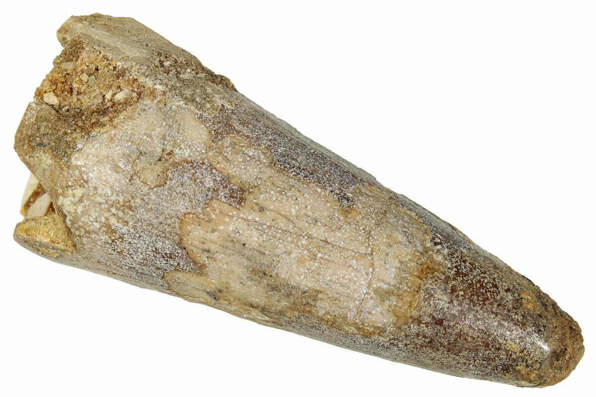 2.14" Cretaceous Fossil Crocodylomorph Tooth - Morocco (#333583) For ...
