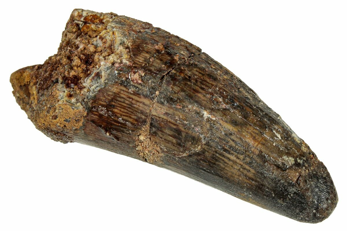 1.93" Cretaceous Fossil Crocodylomorph Tooth - Morocco (#333587) For ...