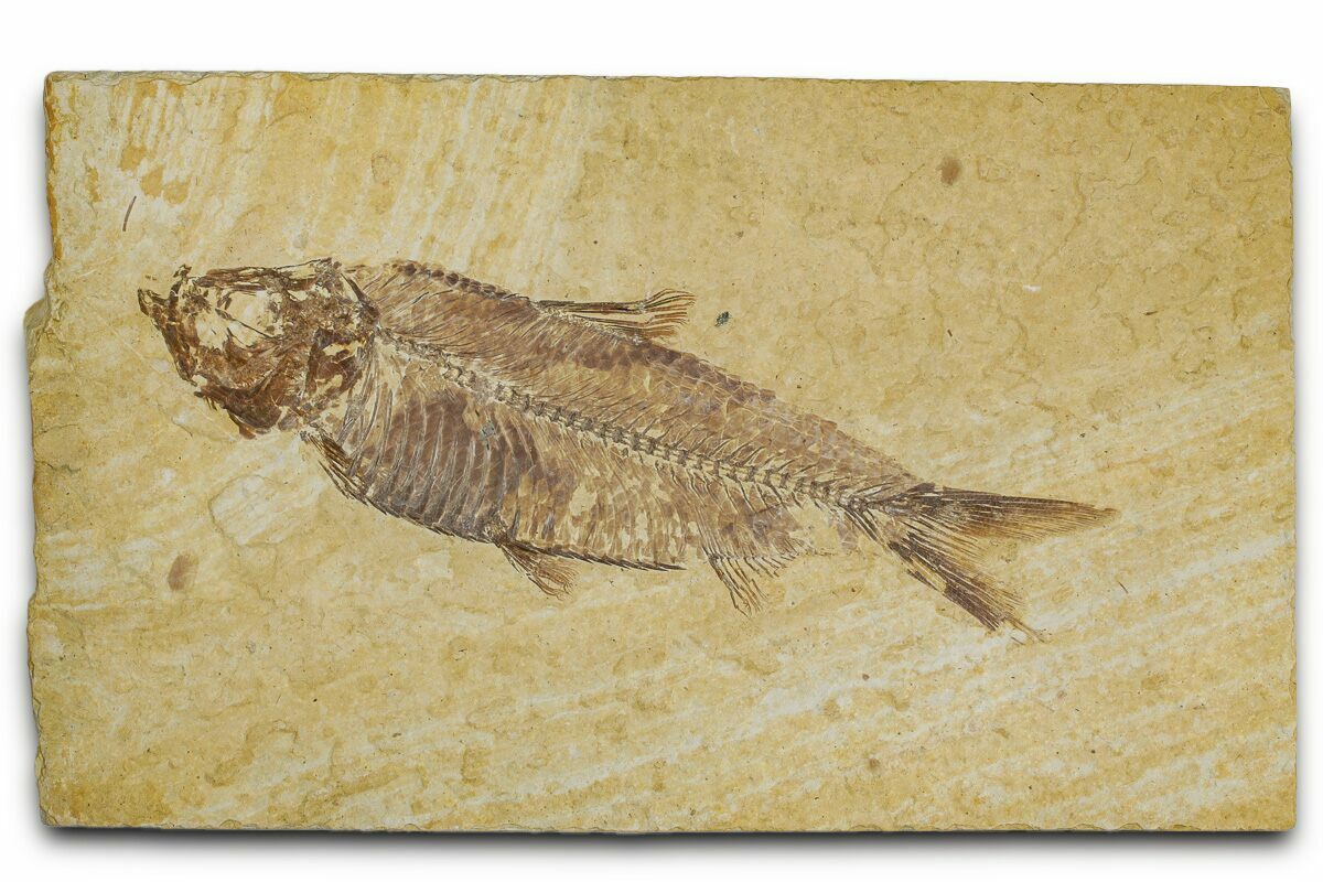 4" Detailed Fossil Fish (Knightia) - Wyoming (#333763) For Sale ...