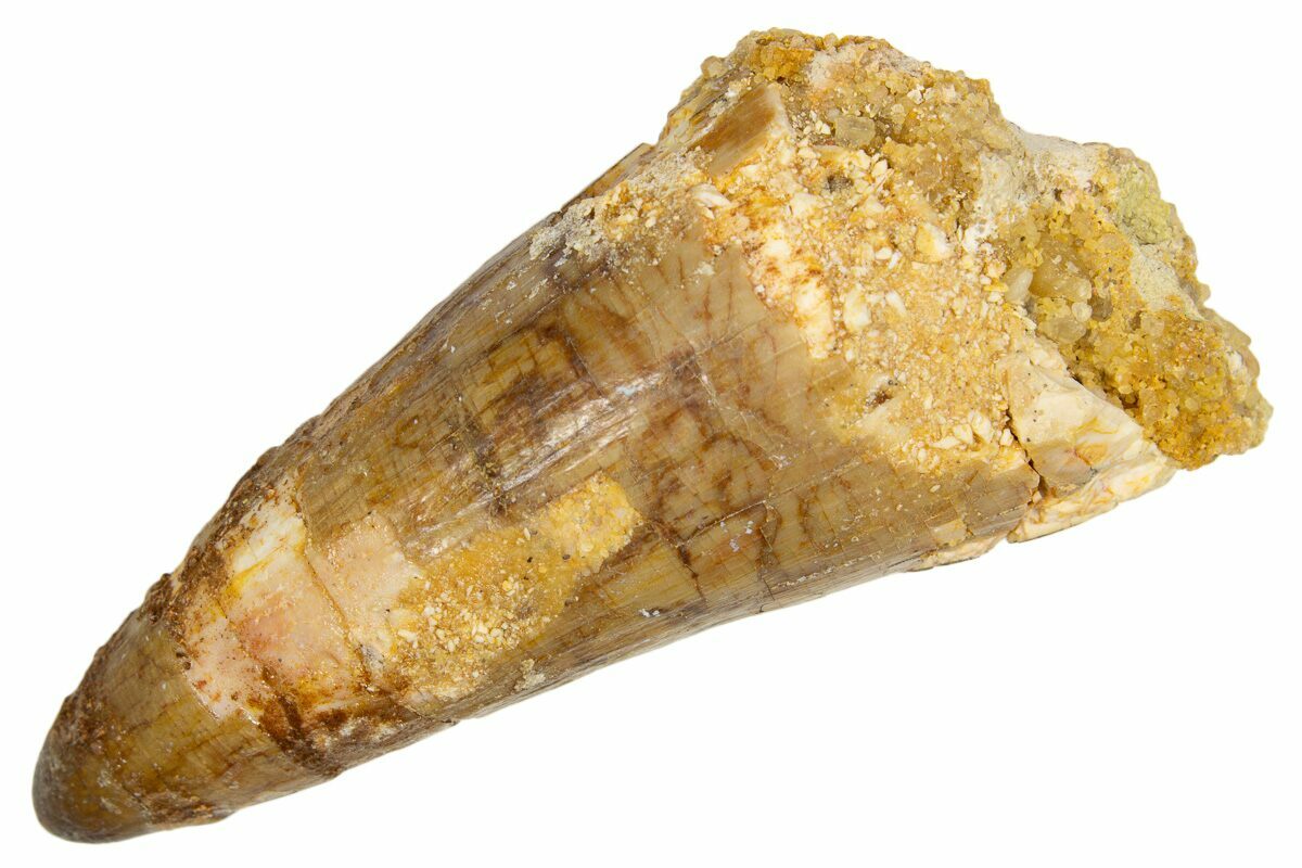 1.83" Cretaceous Fossil Crocodylomorph Tooth - Morocco (#333712) For ...