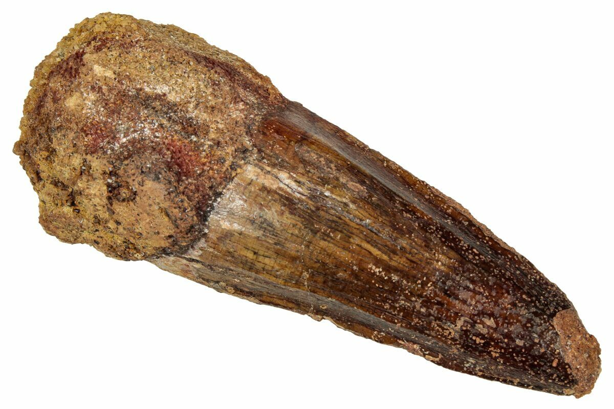 2.31" Fossil Spinosaurus Tooth - Real Dinosaur Tooth (#333648) For Sale ...