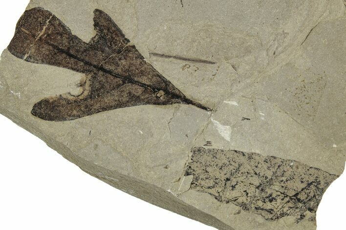 1.6" Eocene Fossil Balloon Vine (Cardiospermum) Leaf - Utah (#334183 ...