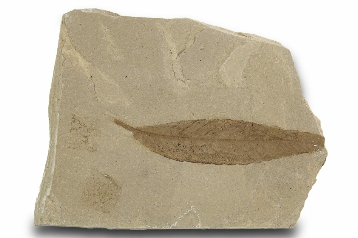 1.9" Fossil Leaf (Cedrelospermum) - Green River Formation, Utah ...