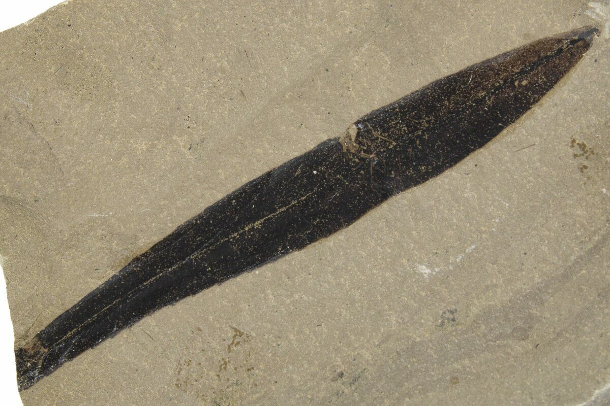 2.7" Eocene Fossil Leaf (Pseudosalix) - Green River Formation, Utah ...