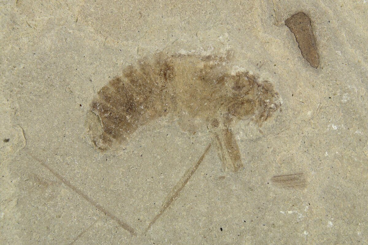 .5" Eocene Fossil Cricket (Orthoptera) - Green River Formation (#334241 ...