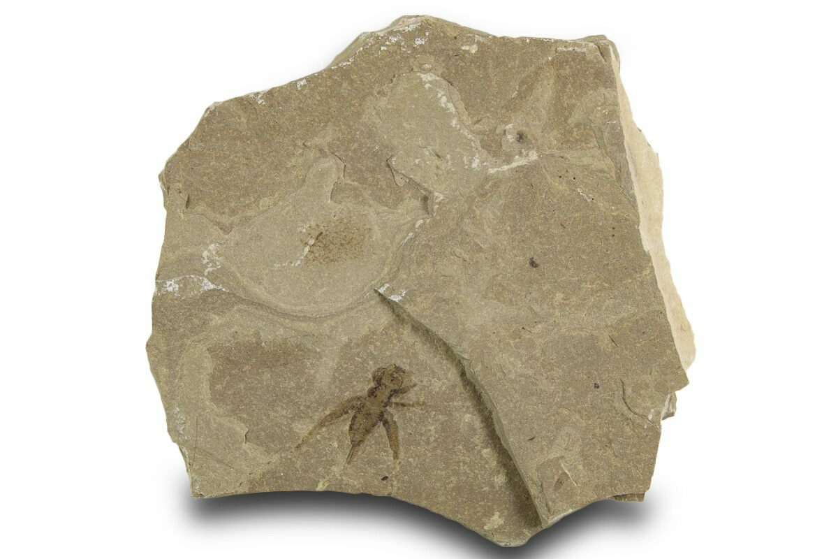 .6" Eocene Fossil Cricket (Orthoptera) - Green River Formation (#334246 ...