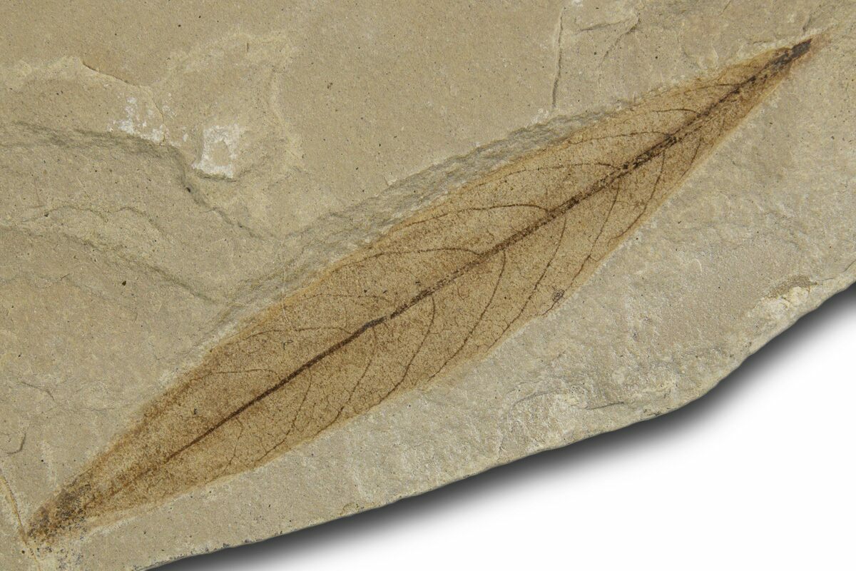 1.9" Fossil Wingnut Leaf (Pterocarya) - Green River Formation, Utah ...