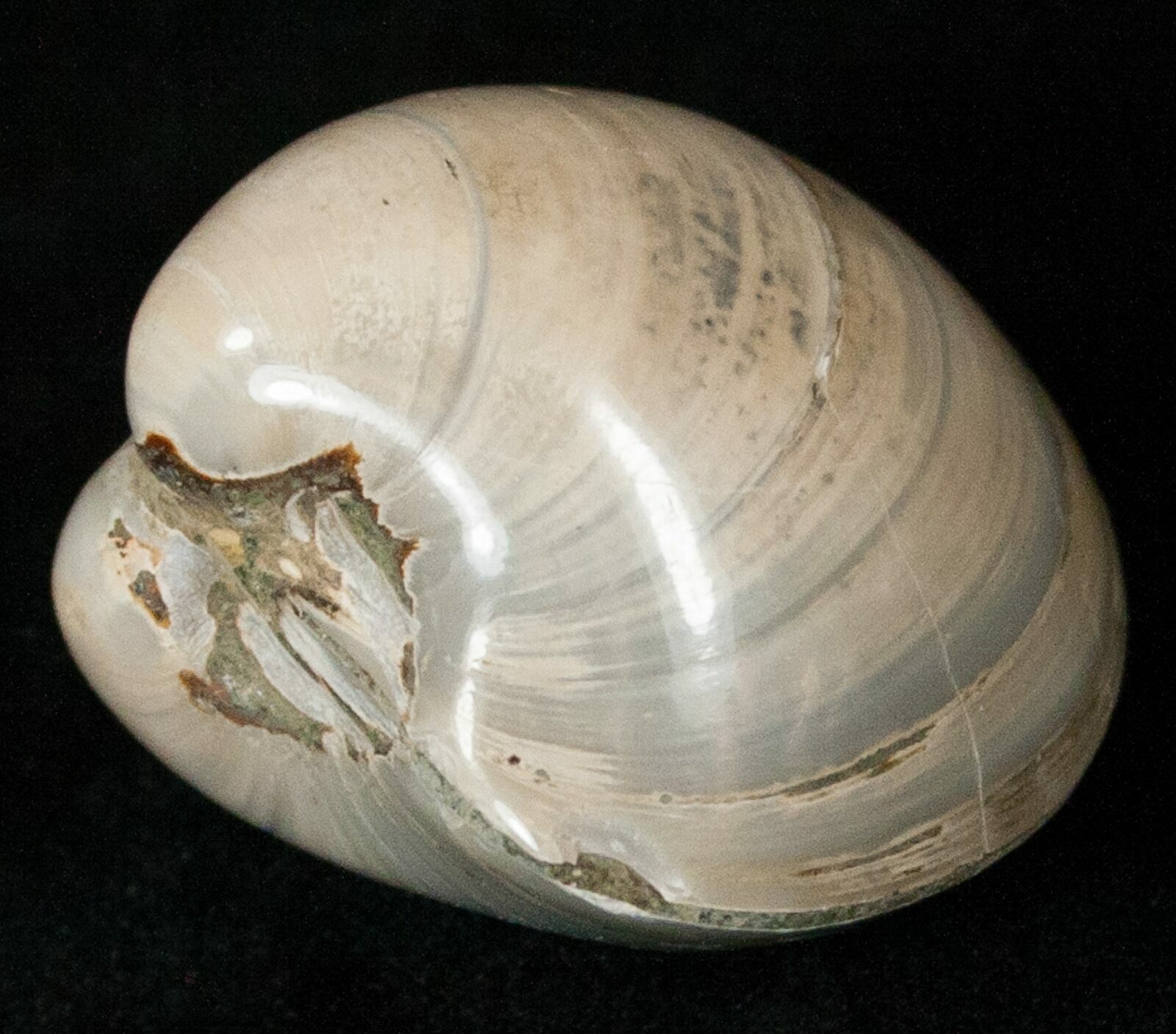 Polished Fossil Astarte Clam - Small Size (#18127) For Sale - FossilEra.com