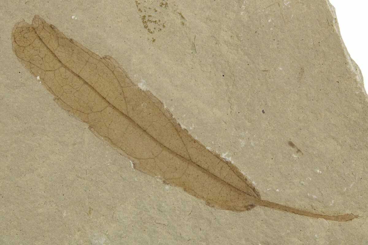 2.4" Detailed Fossil Leaf (Populus) - Green River Formation, Utah ...