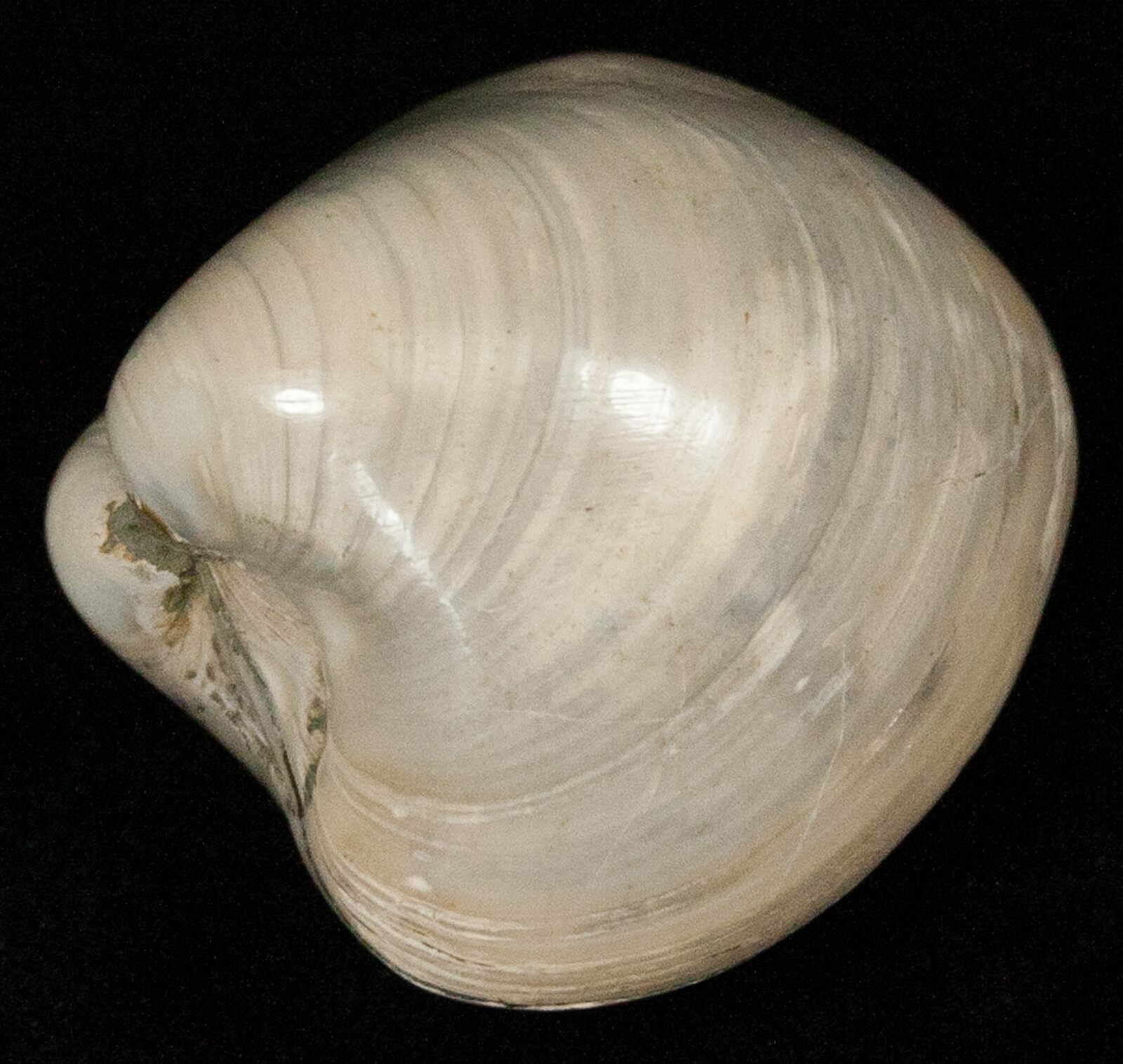 Polished Fossil Astarte Clam - Small Size (#18130) For Sale - FossilEra.com