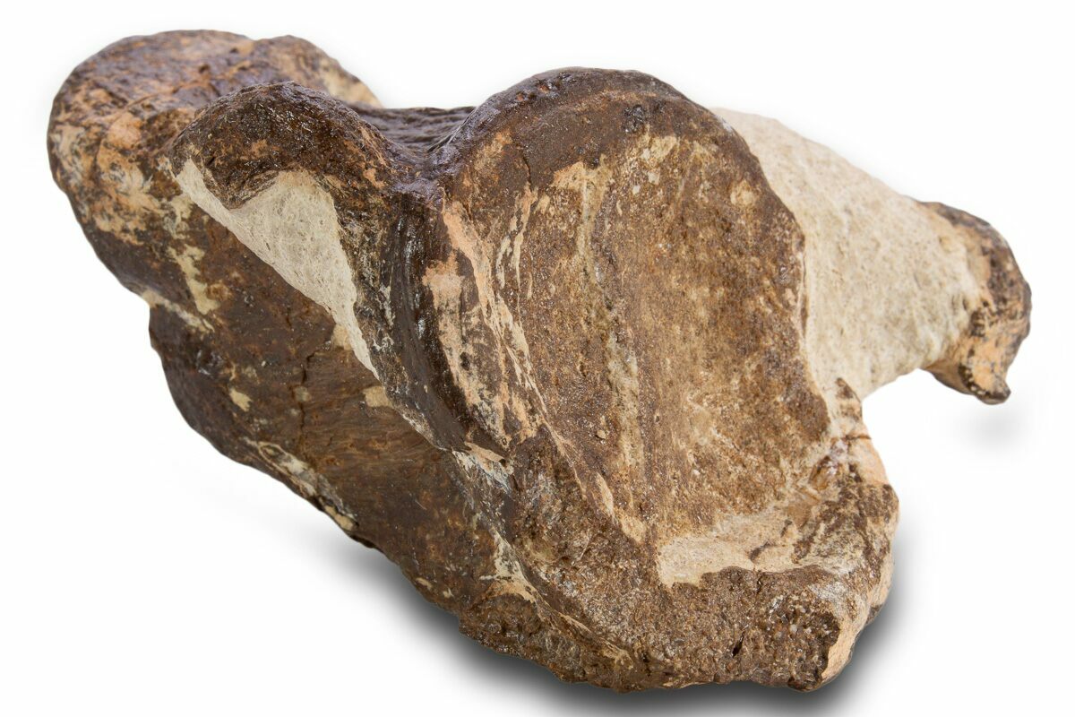 3.1" Fossil Plesiosaur Cervical Vertebra - Asfla, Morocco (#334614) For ...