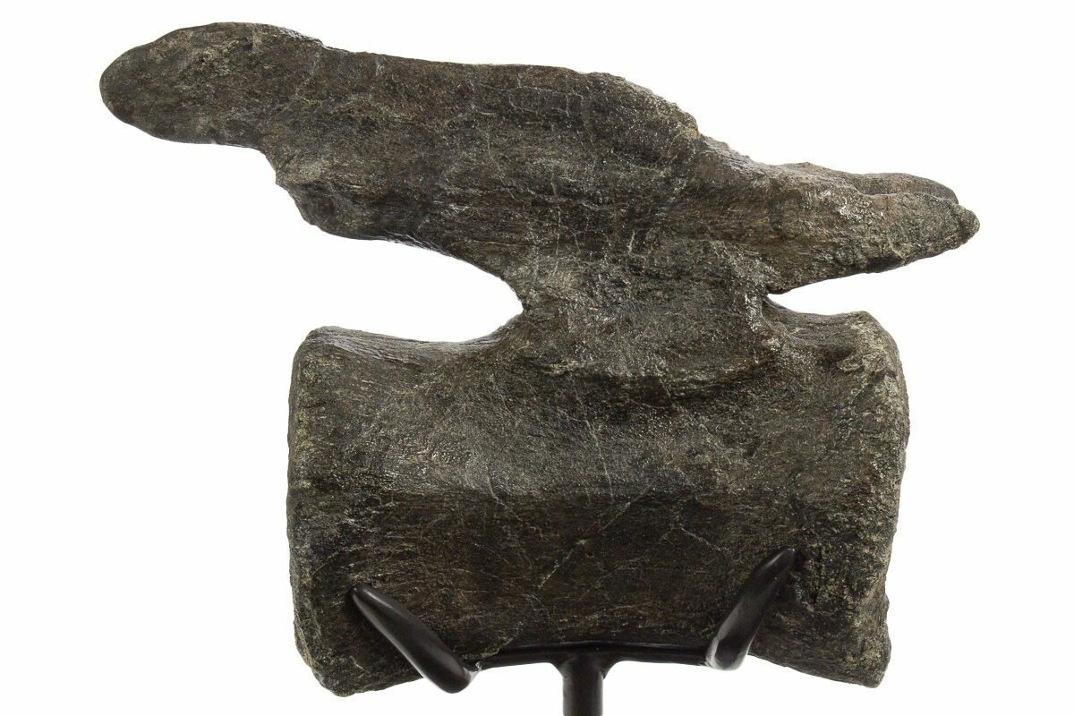 10.1" Sauropod (Barosaurus) Caudal Vertebra w/ Metal Stand - Wyoming ...