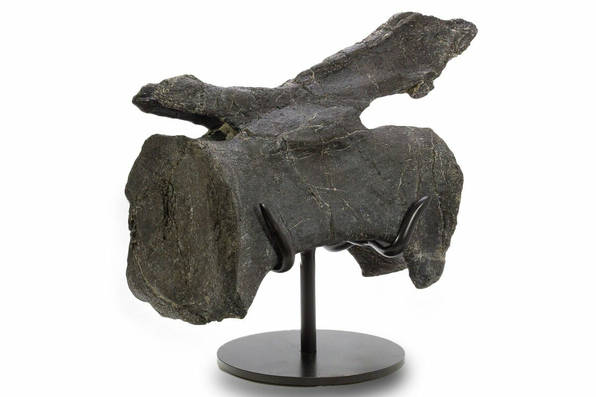 13.6" Sauropod (Barosaurus) Caudal Vertebra w/ Metal Stand - Wyoming ...