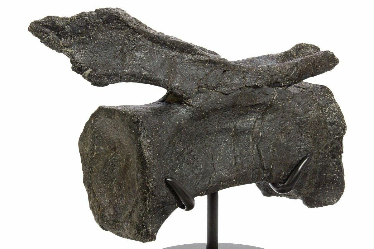13.6" Sauropod (Barosaurus) Caudal Vertebra w/ Metal Stand - Wyoming ...
