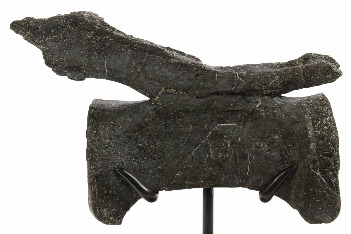 13.6" Sauropod (Barosaurus) Caudal Vertebra w/ Metal Stand - Wyoming ...