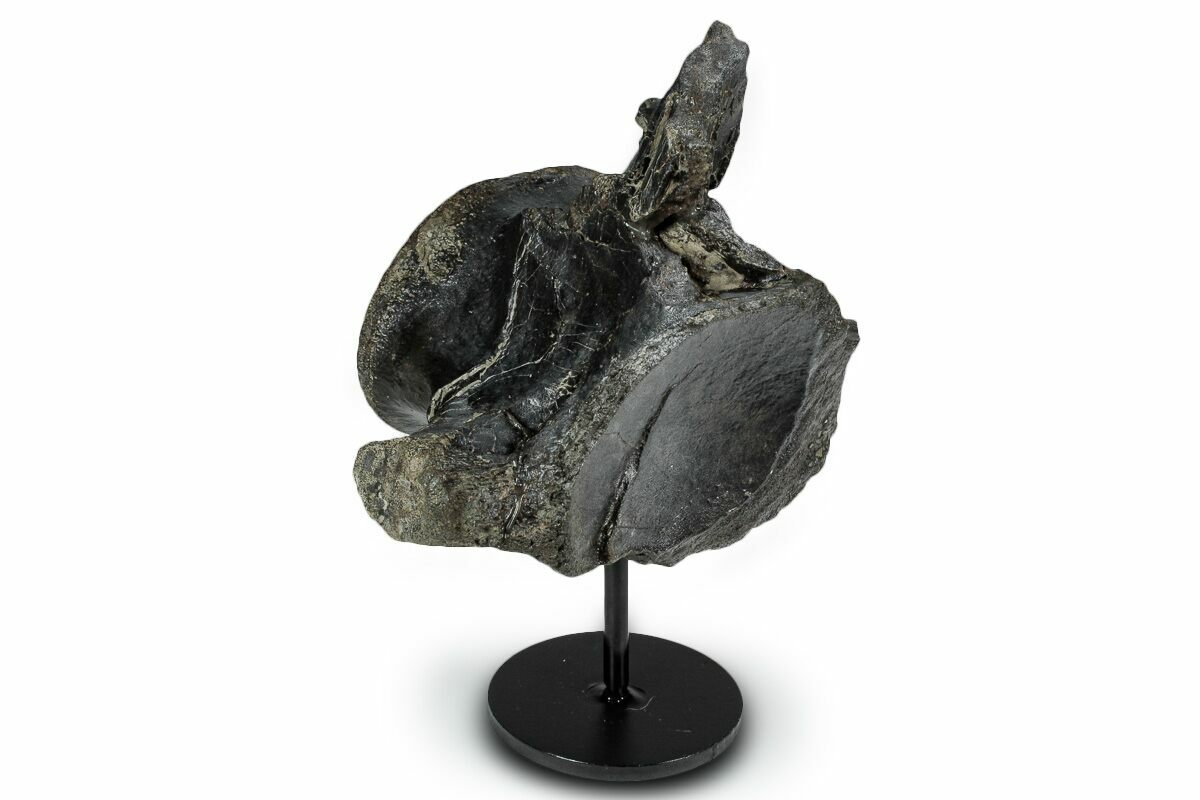 4.25" Fossil Mosasaur (Clidastes?) Vertebra w/ Metal Stand - Texas ...