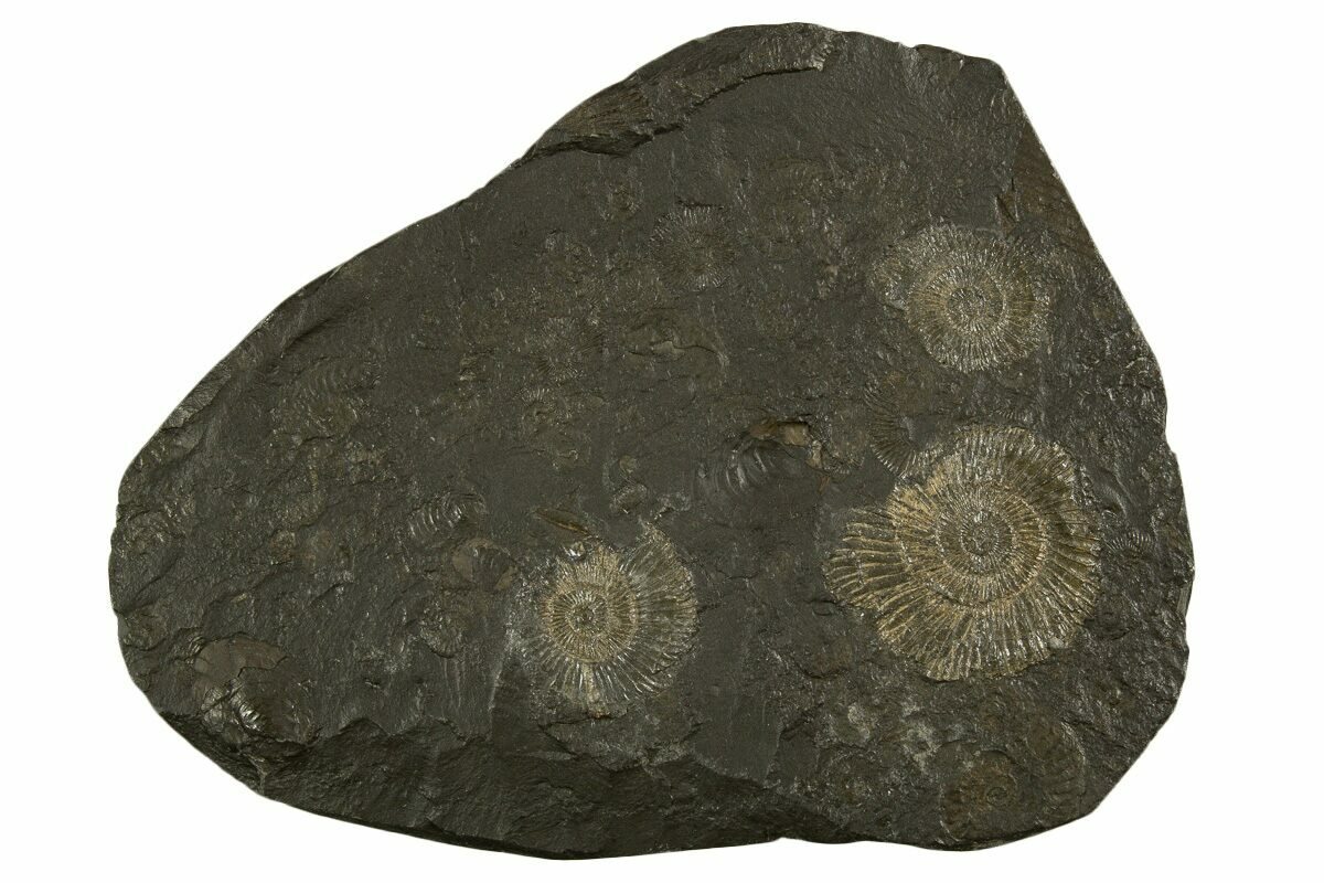 6.1" Fossil Ammonite (Dactylioceras) Cluster - Posidonia Shale, Germany ...