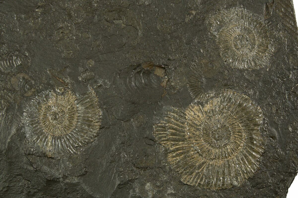 6.1" Fossil Ammonite (Dactylioceras) Cluster - Posidonia Shale, Germany ...