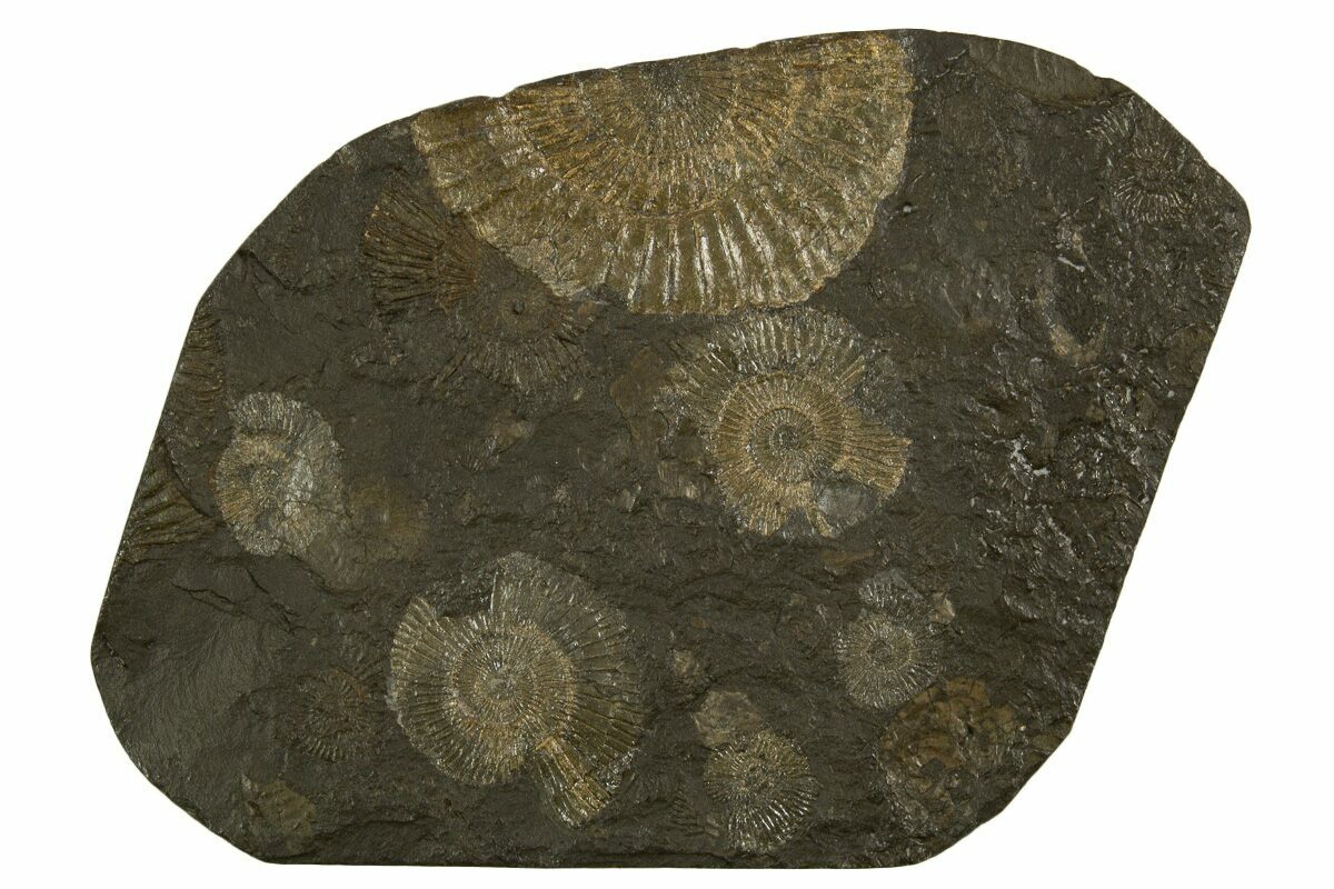 5.8" Fossil Ammonite (Dactylioceras) Cluster - Posidonia Shale, Germany (#335091) For Sale ...