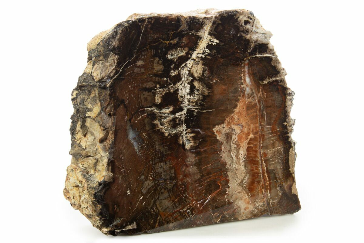 4.9" Polished Petrified Wood (Oak) Stand Up - Swartz Canyon, Oregon ...