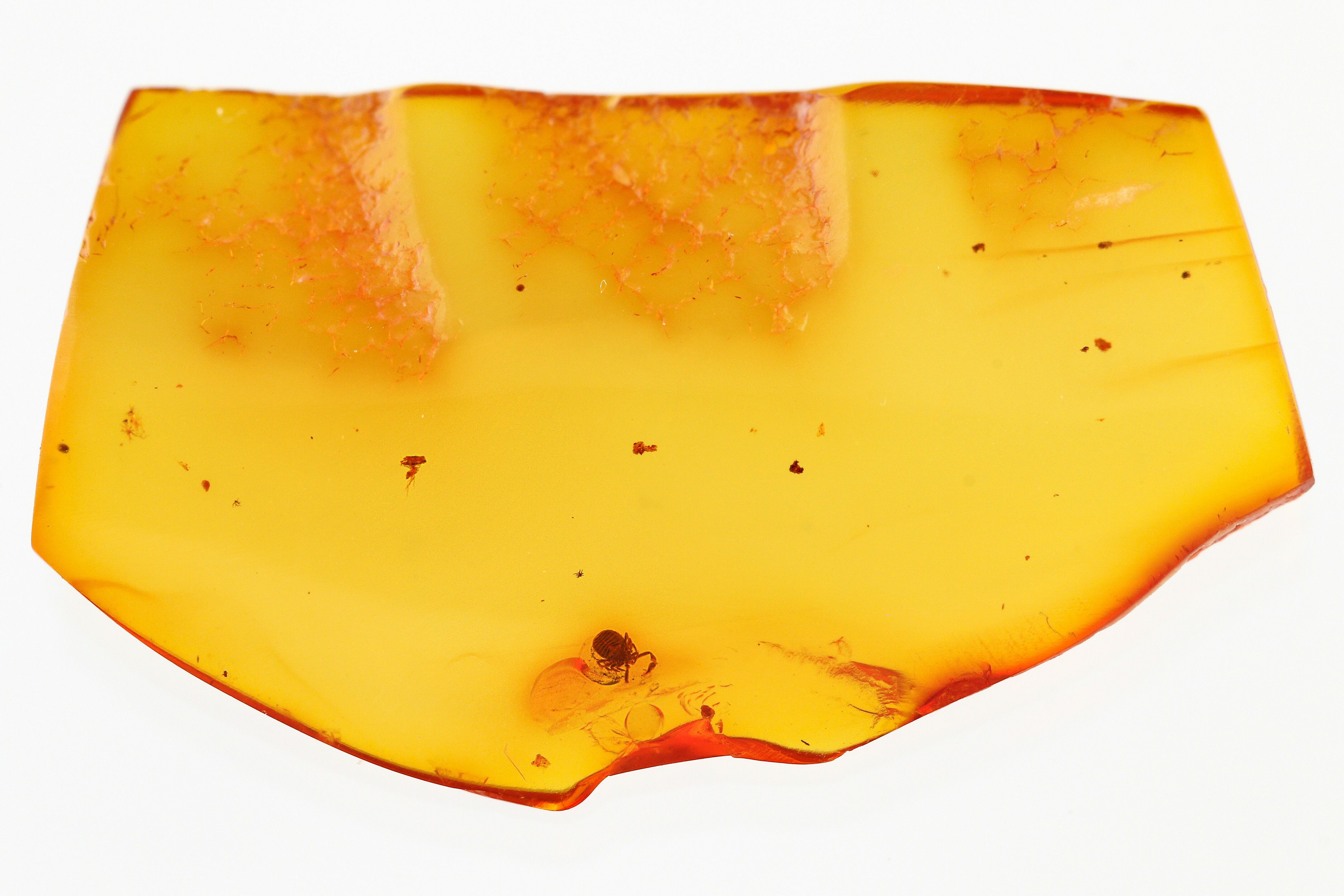 Fossil Pseudoscorpion (Cheiridium hartmanni) In Baltic Amber (#335554 ...