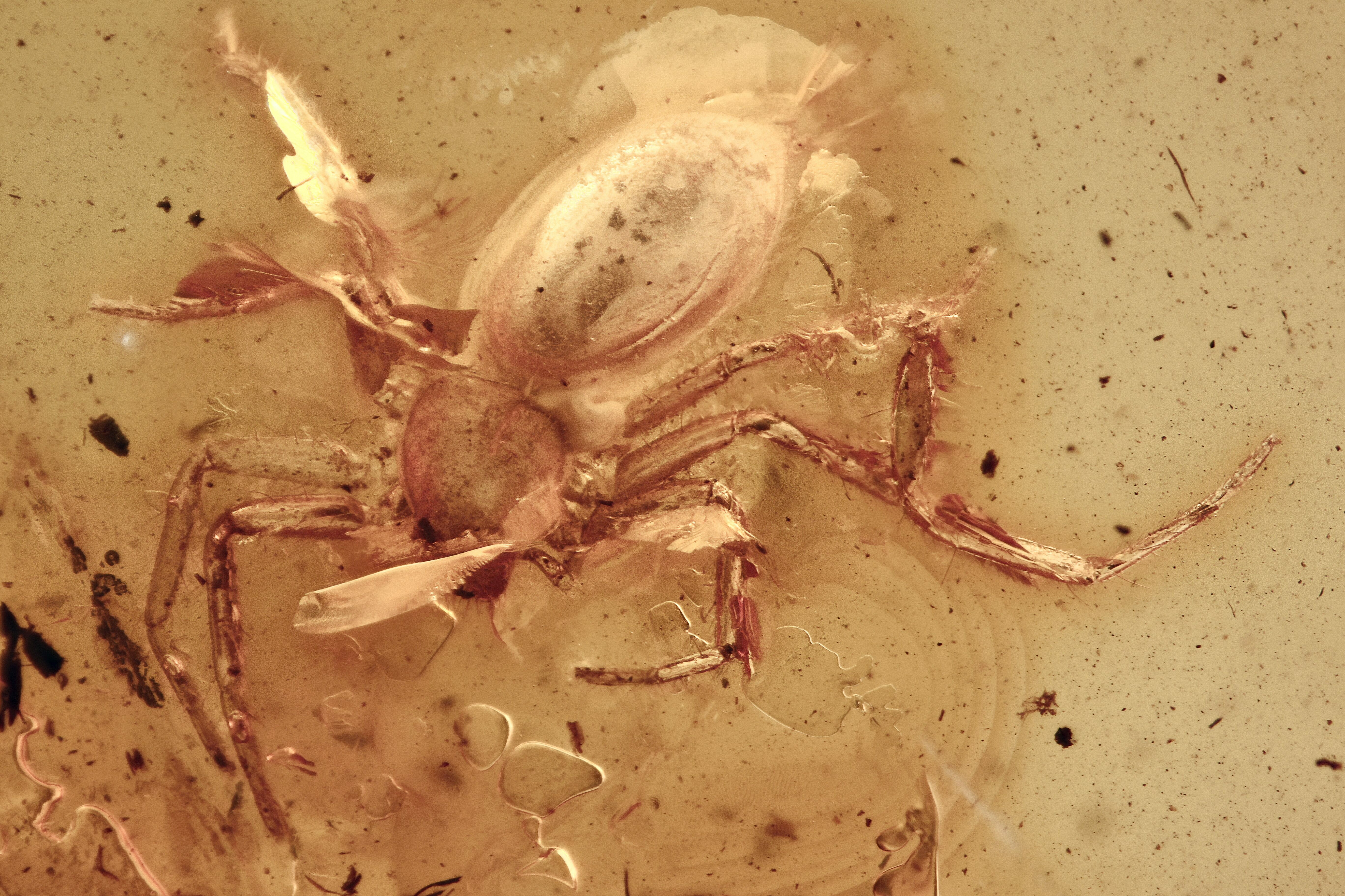 Large Detailed Fossil Spider (Araneae) In Baltic Amber (#335580) For ...