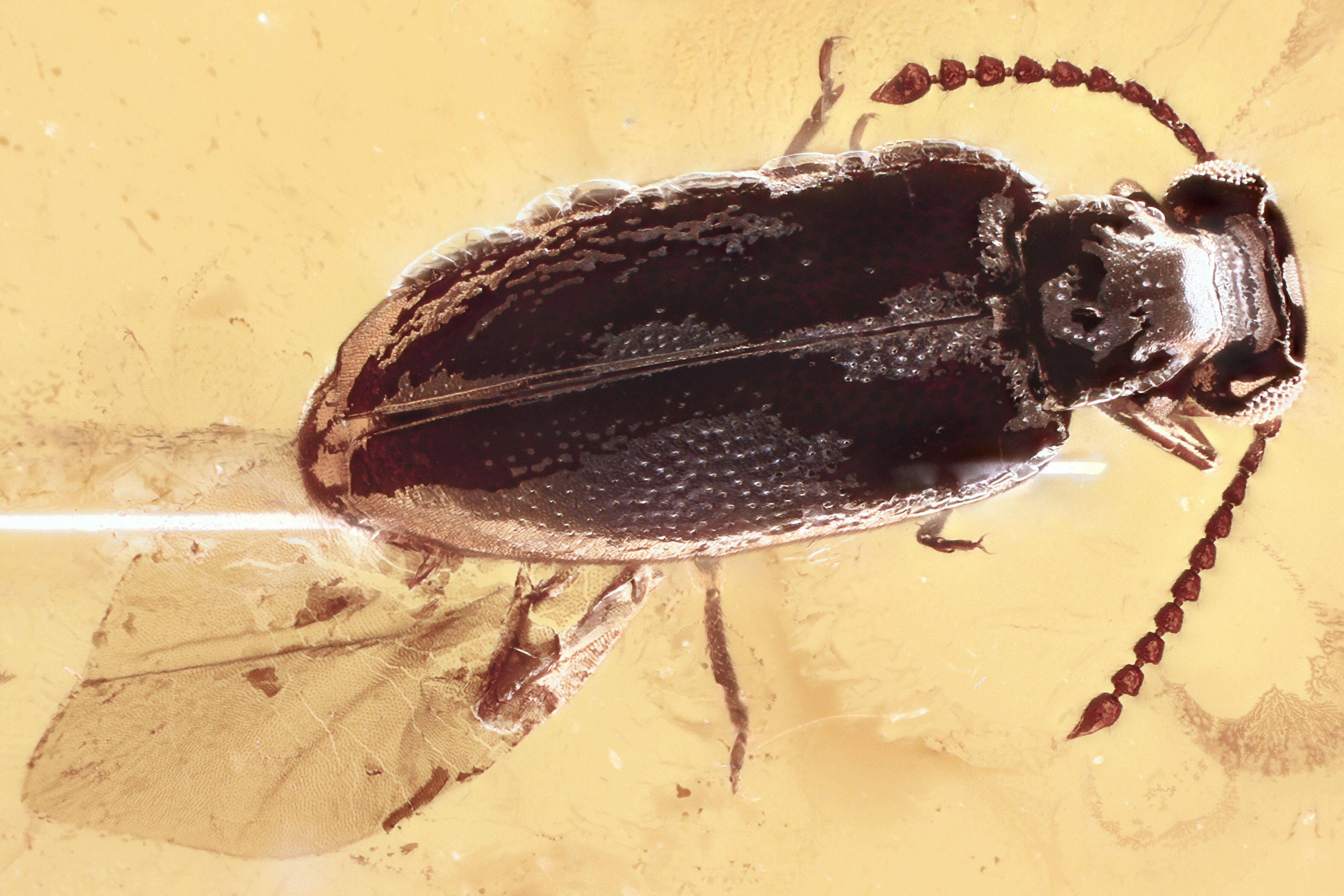 Fossil Ant-Like Leaf Beetle (Aderidae) in Baltic Amber (#335651) For ...