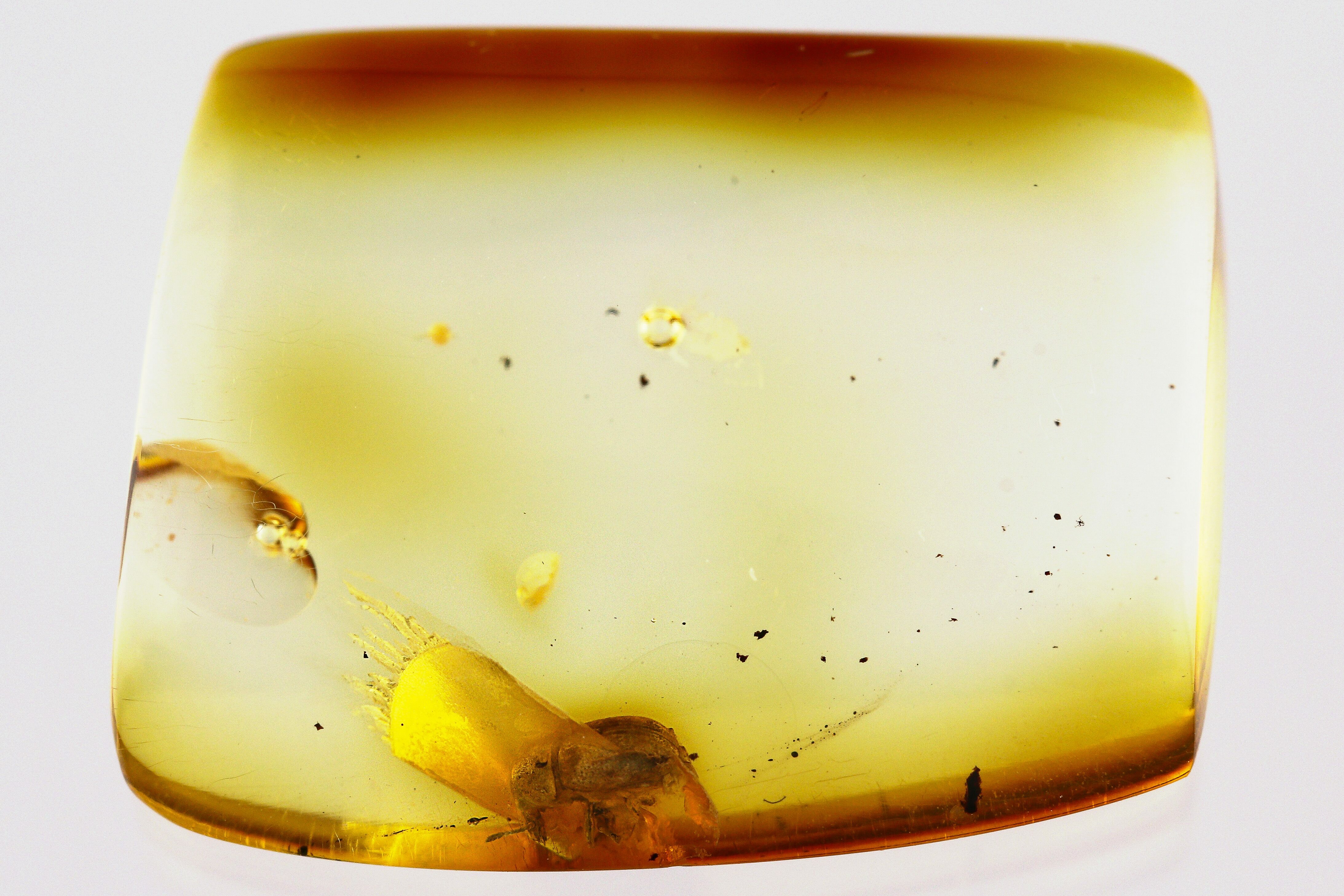 Fossil Fungus Weevil (Anthribidae) in Baltic Amber (#335652) For Sale ...
