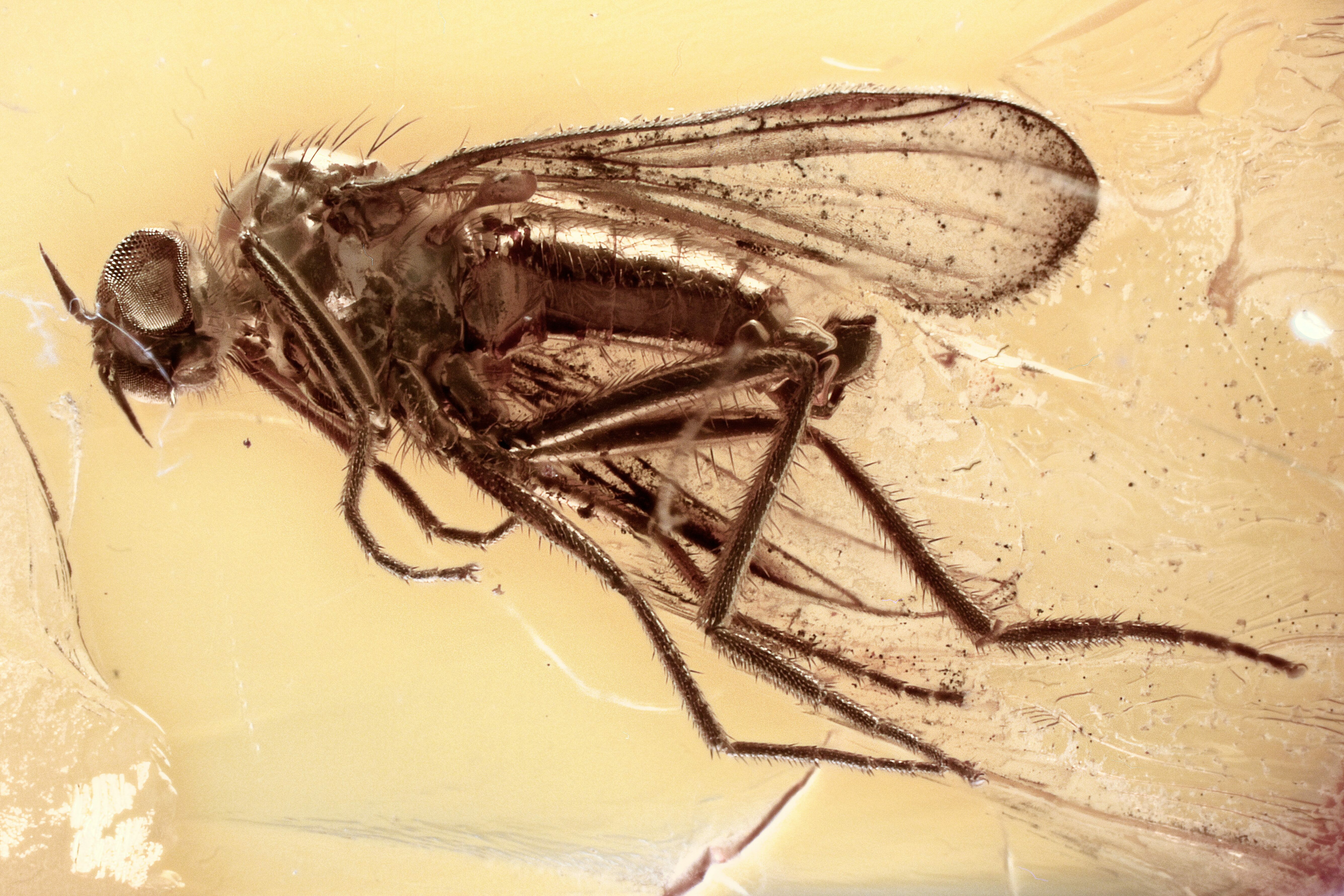 Detailed Fossil Dagger Fly (Empididae) In Baltic Amber (#335749) For ...