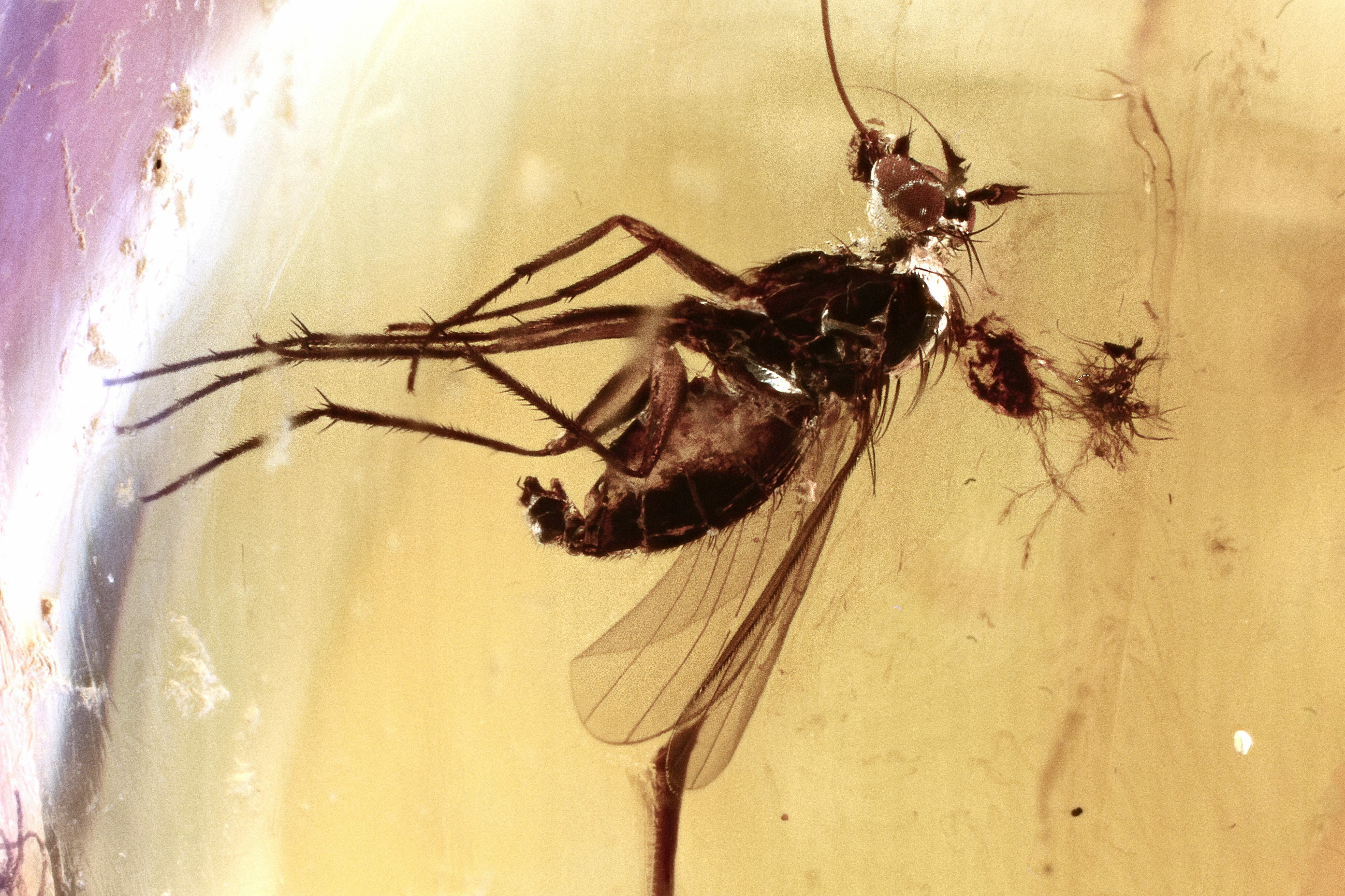 Fossil Fly (Dolichopodidae) w/ Attached Phoretic Mite in Baltic Amber ...