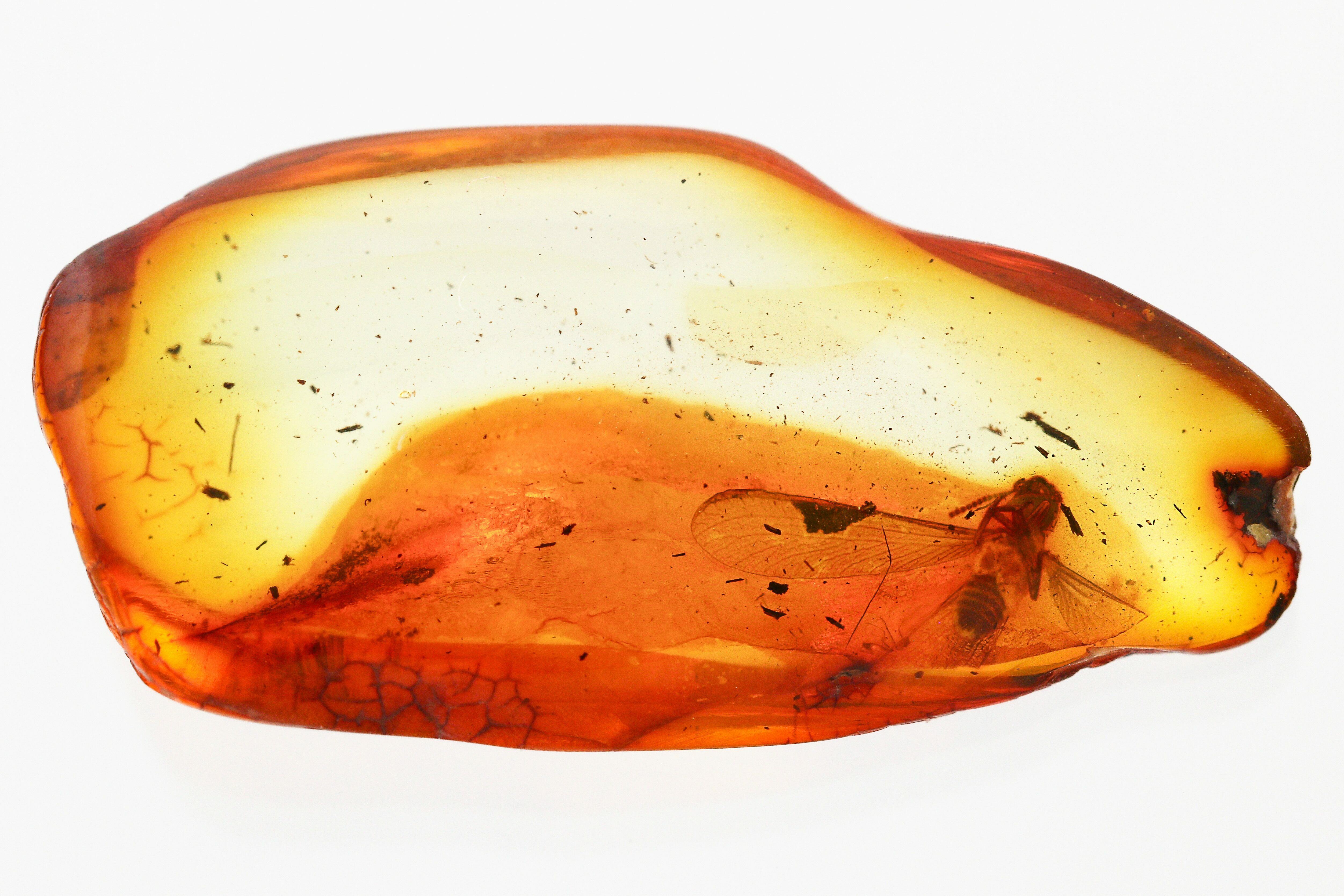 Detailed Fossil Termite (Isoptera) In Baltic Amber (#335851) For Sale ...