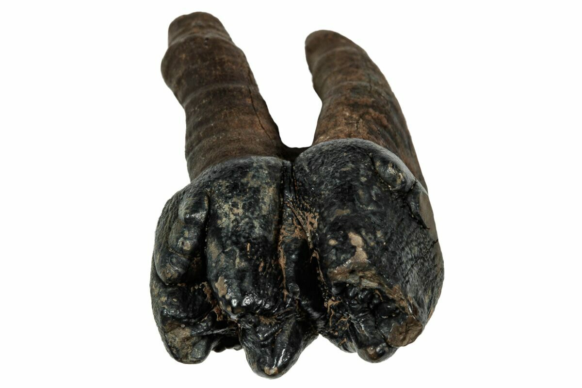 1.25" Pleistocene Fossil Manatee (Trichechus) Tooth - Florida (#336173 ...