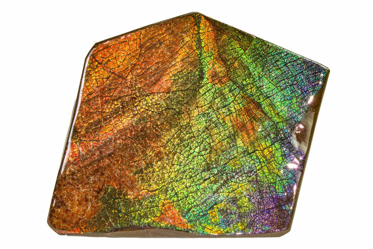 3.15" Flashy Ammolite (Fossil Ammonite Shell) - Rainbow Colored ...