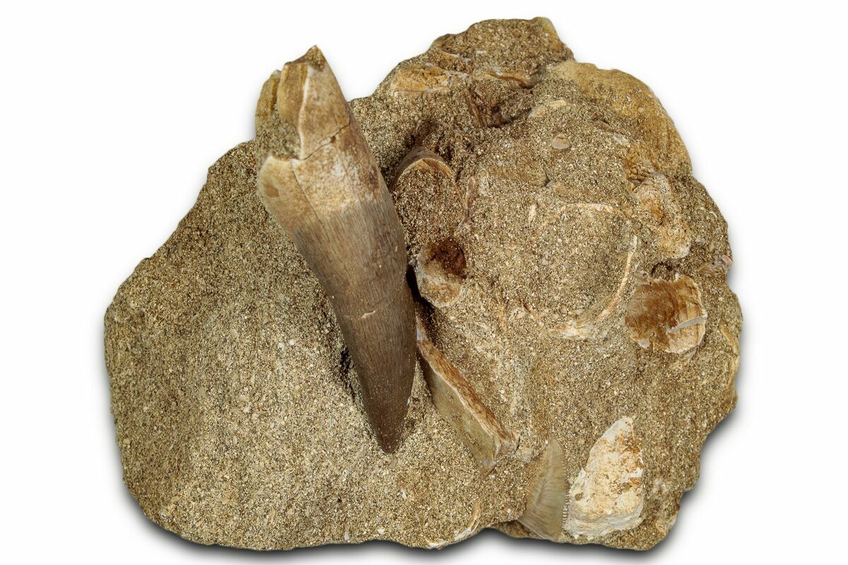 1.95" Fossil Plesiosaur (Zarafasaura) Tooth in Rock - Morocco (#336380 ...