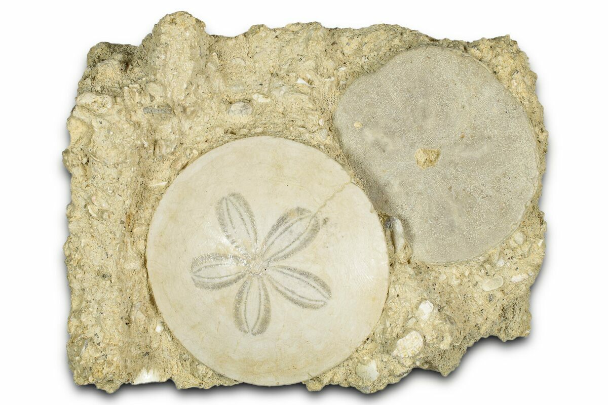 Two Fossil Sand Dollars (Scutella) - France (#336746) For Sale ...