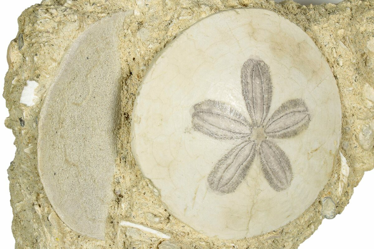 Two Fossil Sand Dollars (Scutella) - France (#336747) For Sale ...