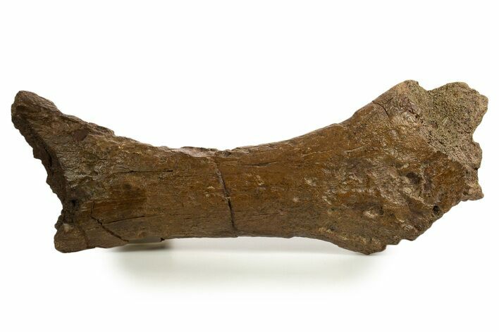 14" Partial Hadrosaur Pubis Bone with Beetle Borings - Montana (#337541 ...