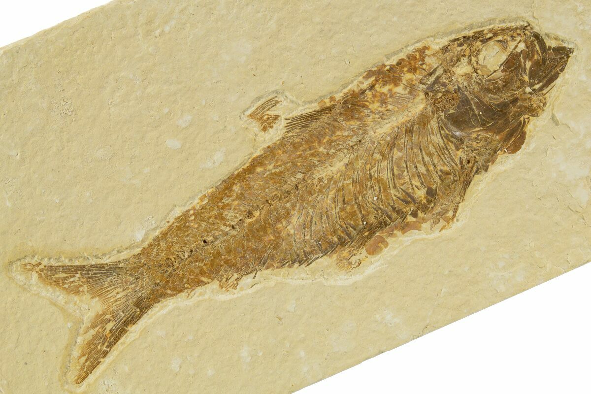 4.2" Detailed Fossil Fish (Knightia) - Wyoming (#333844) For Sale ...